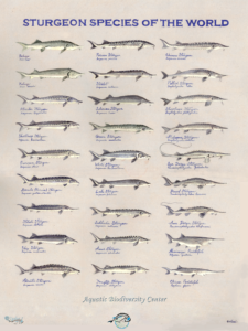 Sturgeon Species of the World - Aquatic Biodiversity Center